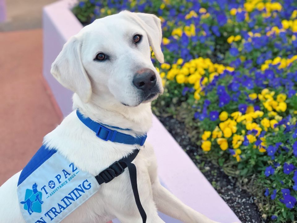 Topaz Assistance Dogs INC