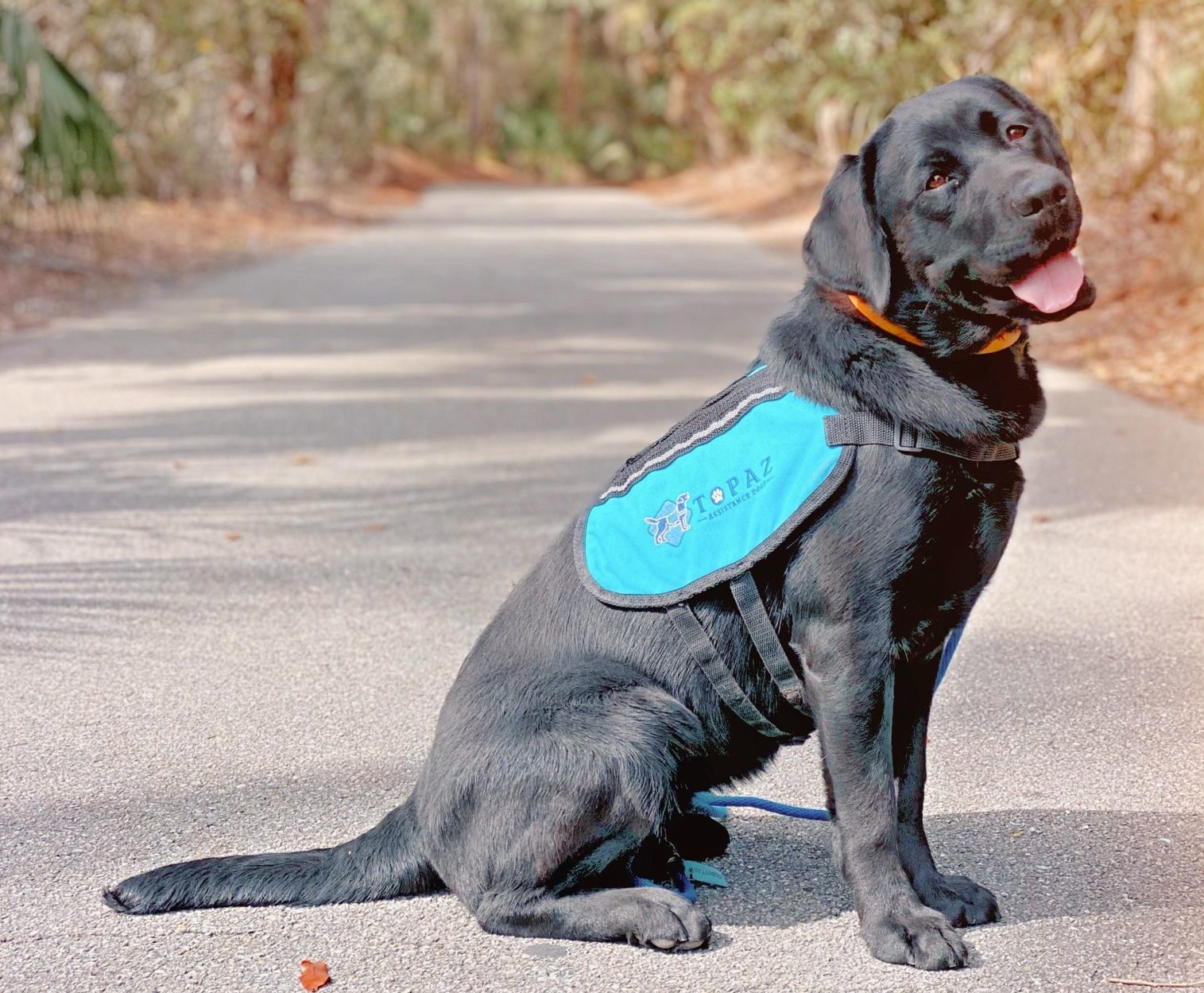 Topaz Assistance Dogs INC