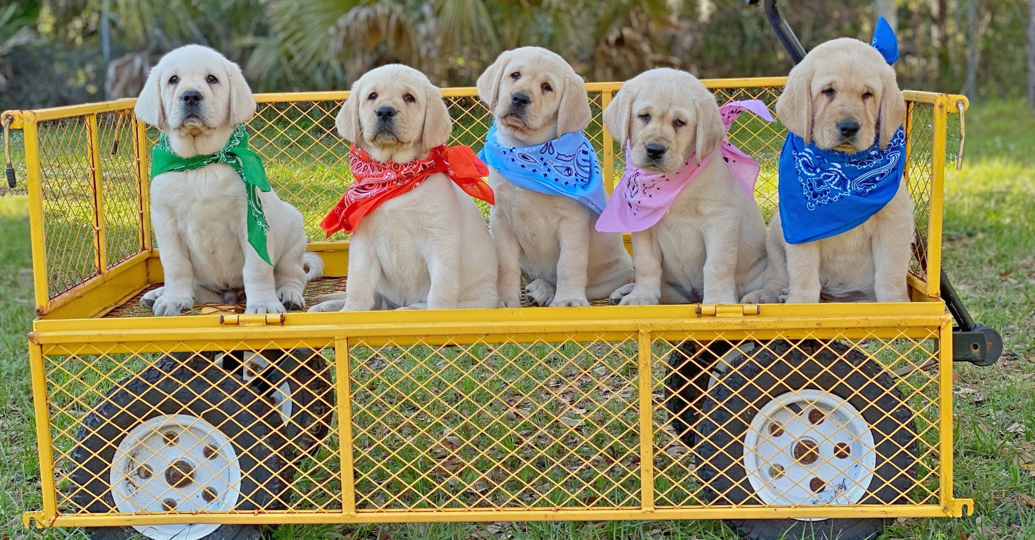 Topaz Assistance Dogs INC