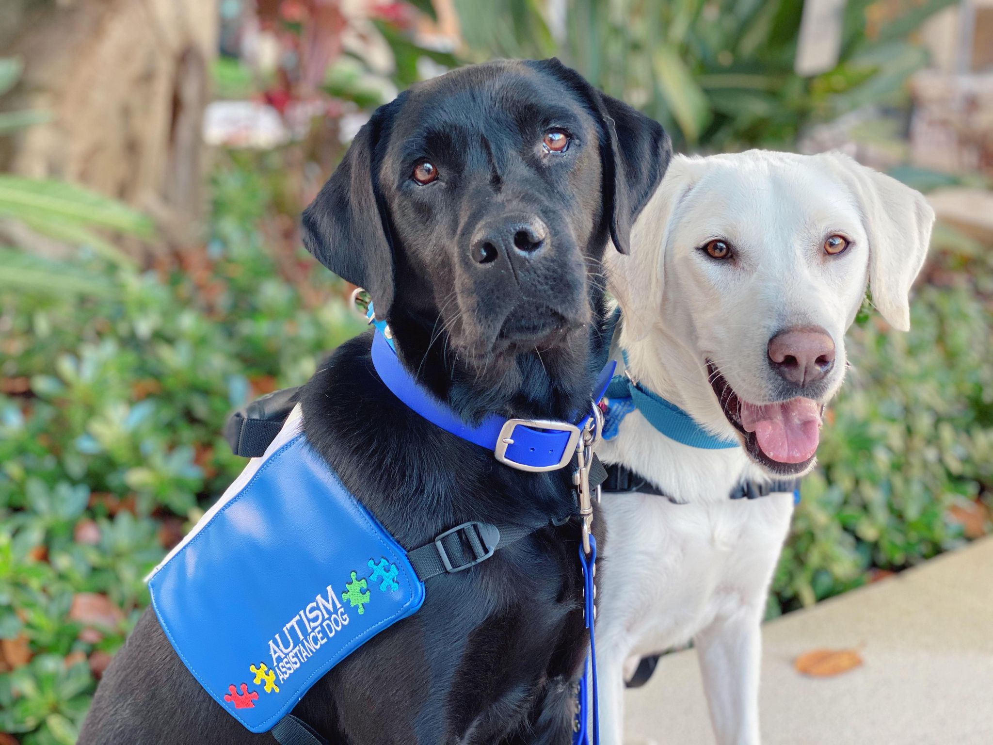 Topaz Assistance Dogs INC
